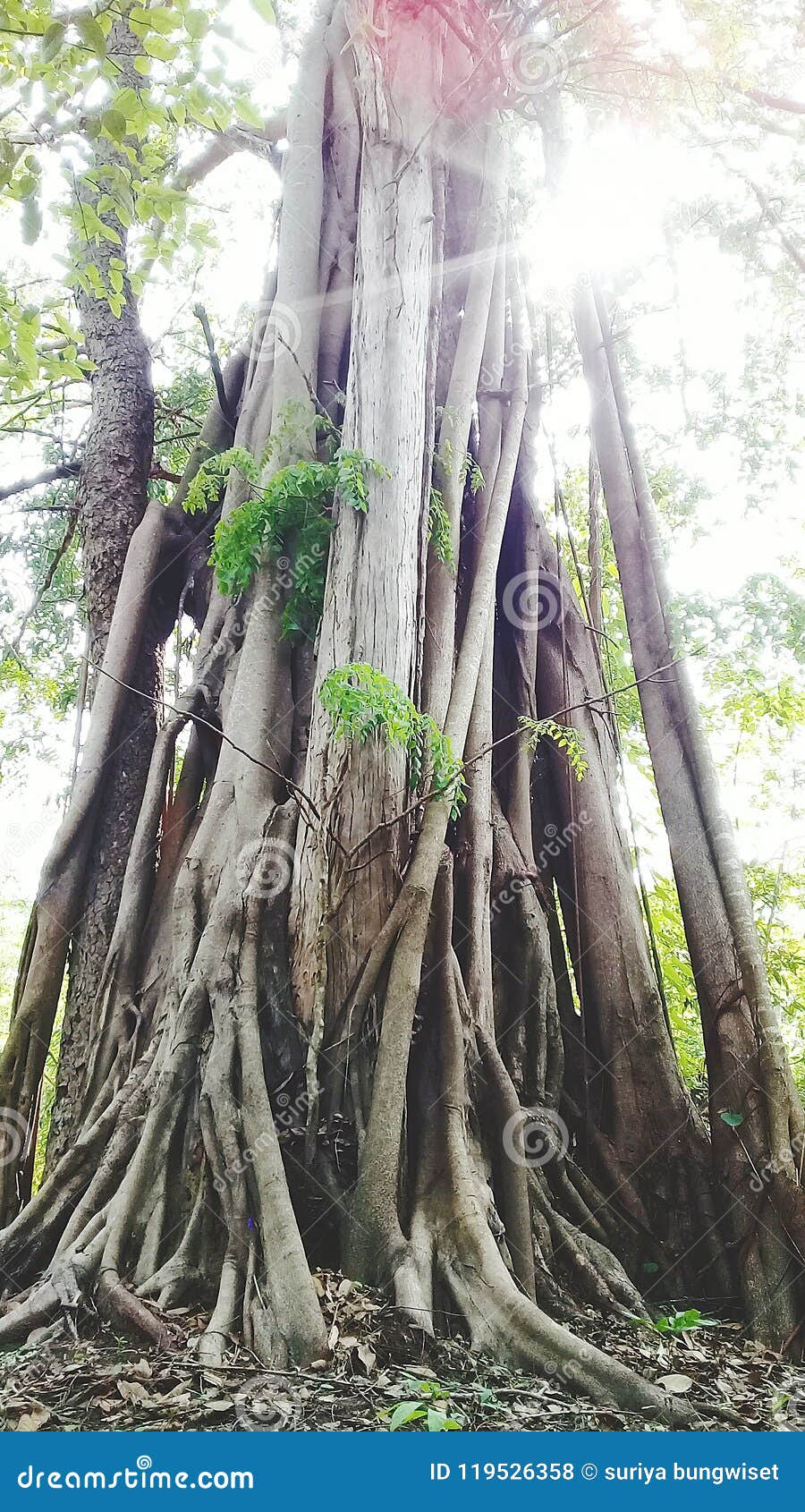 Bigtree stock photo. Image of bigtree, beautiful, nature - 119526358