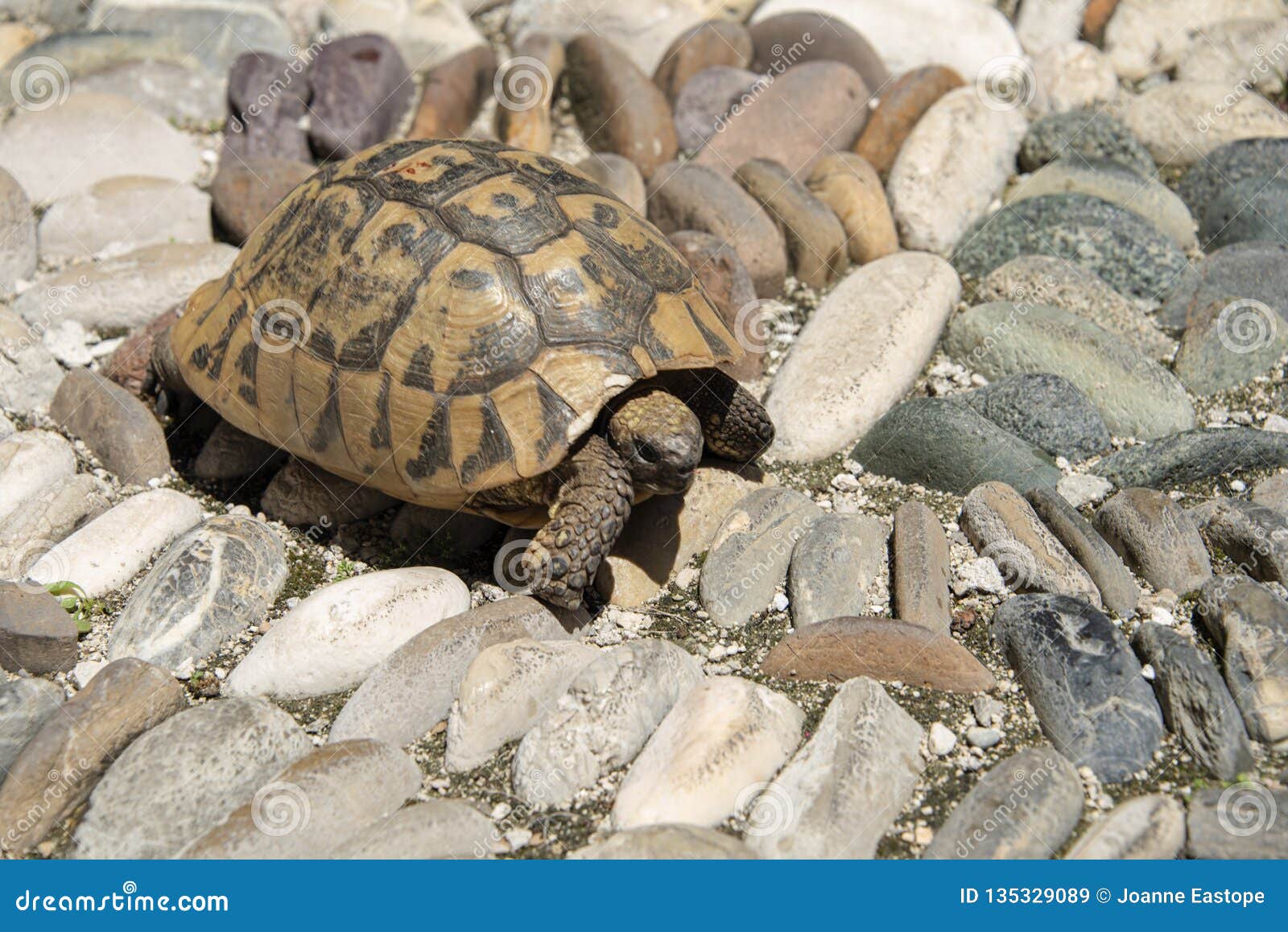 Tortoise Walking Along the Street Stock Image - Image of madagascar ...