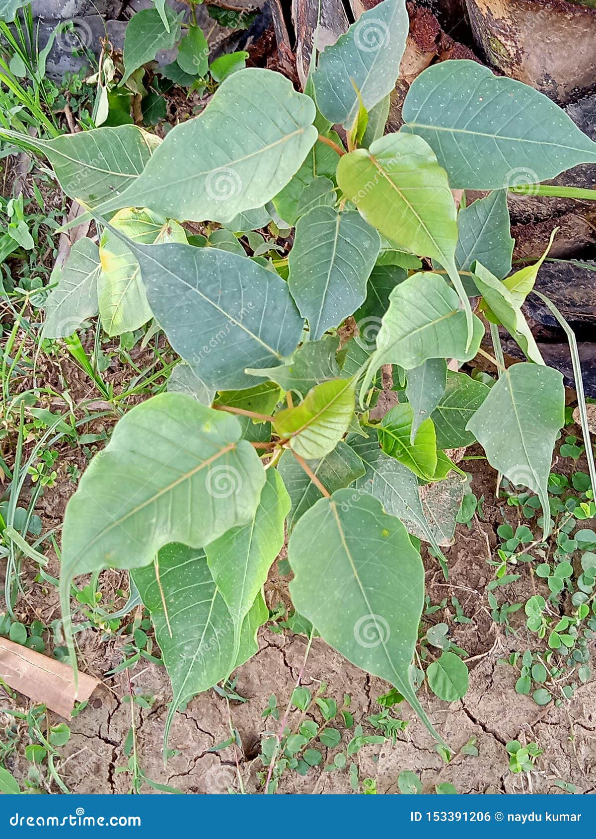 India Photo Of Indian Dhatura Plant Royalty-Free Stock Photography ...