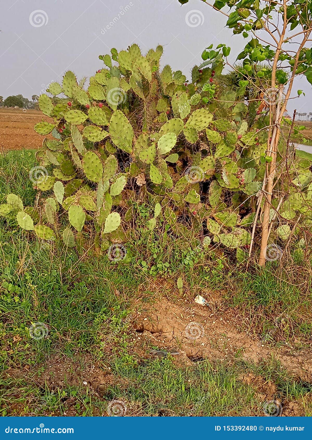 India Photo Of Indian Dhatura Plant Royalty-Free Stock Photography ...