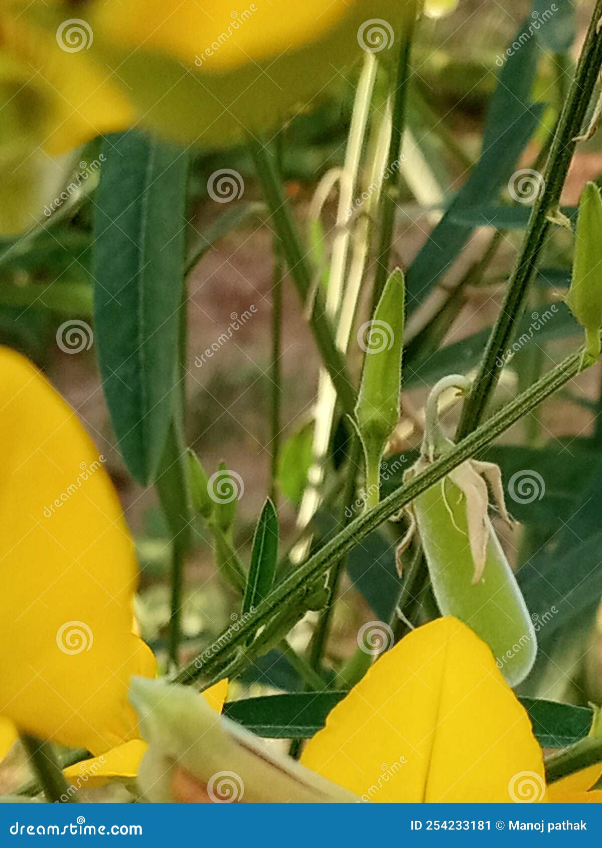 Bihari flower phuhan stock image. Image of flower, meadow - 254233181
