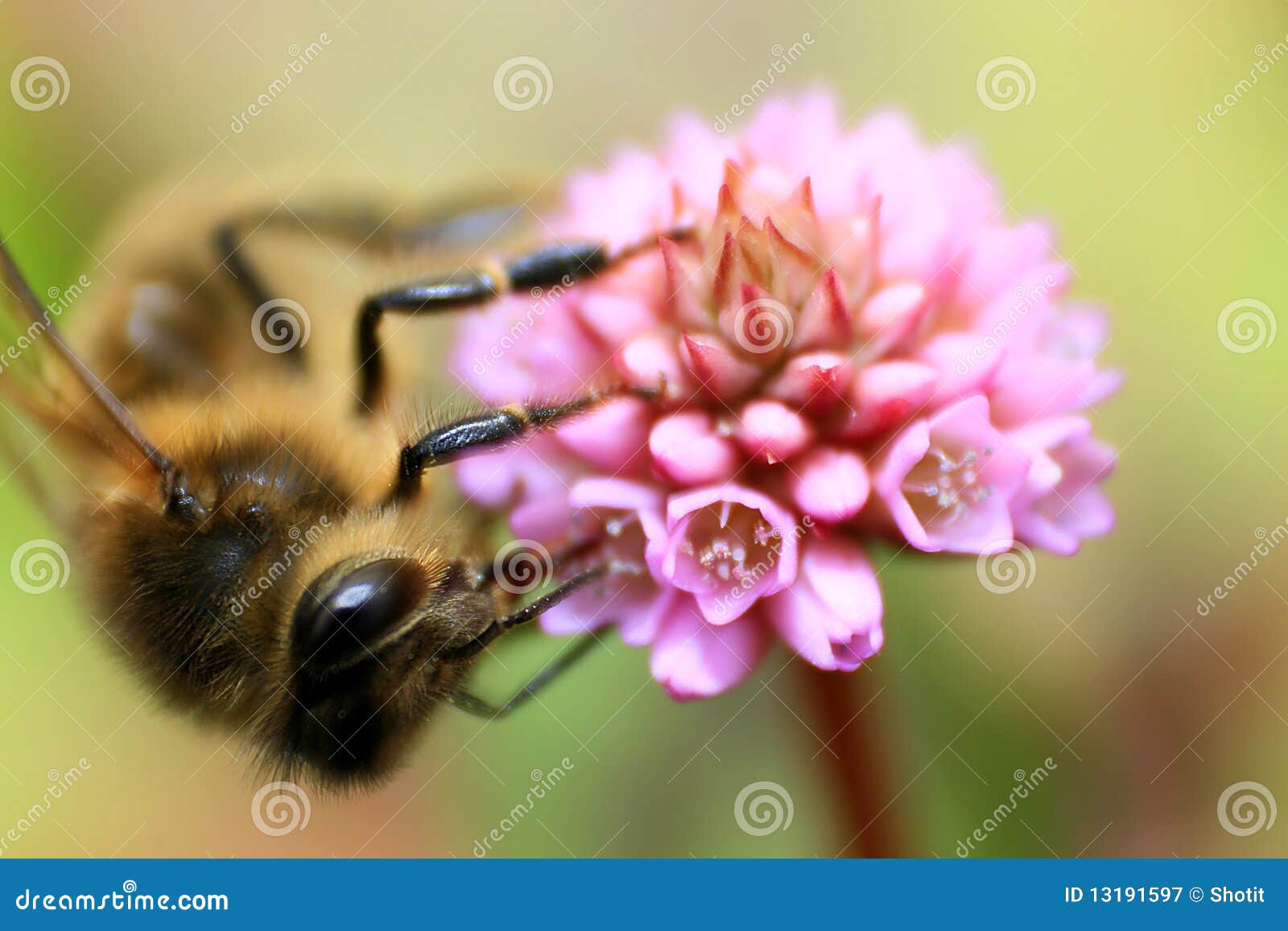Bij stock afbeelding. Image of macro, bloei, mooi, hommel - 13191597