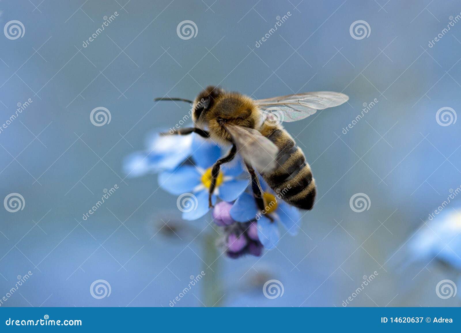 Bij stock afbeelding. Image of bloem, lavendel, geel - 14620637