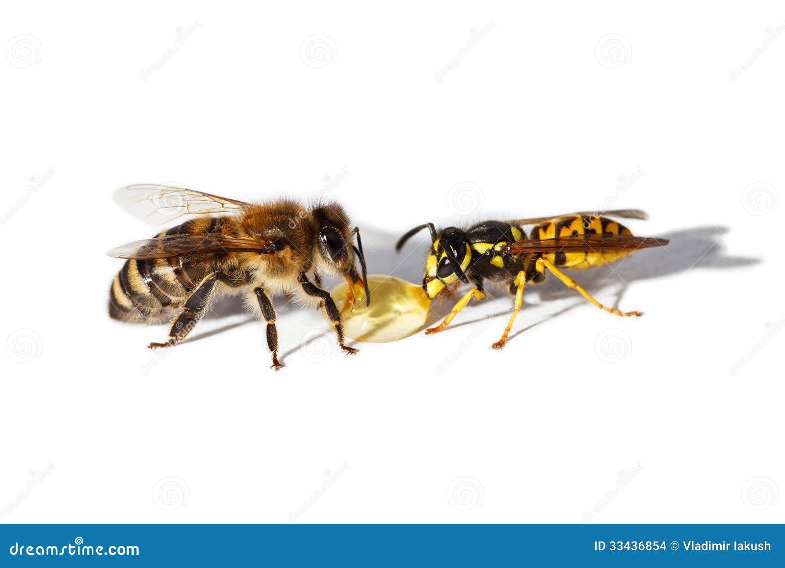 Bij en wesp stock foto. Image of zuig, voedsel, insect - 33436854