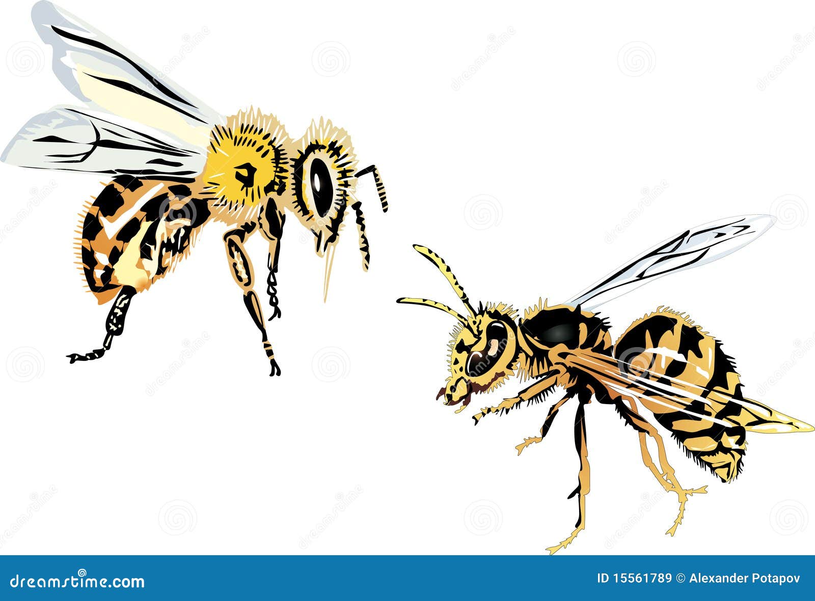 Bij En Wesp Op Witte Achtergrond Vector Illustratie - Illustration of ...