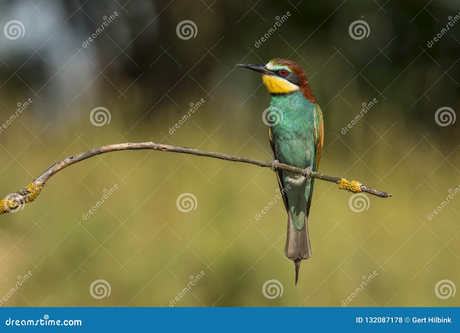 Bij-eter, Merops Apiaster Een Insect Die Vogel Eten Stock Foto - Image ...