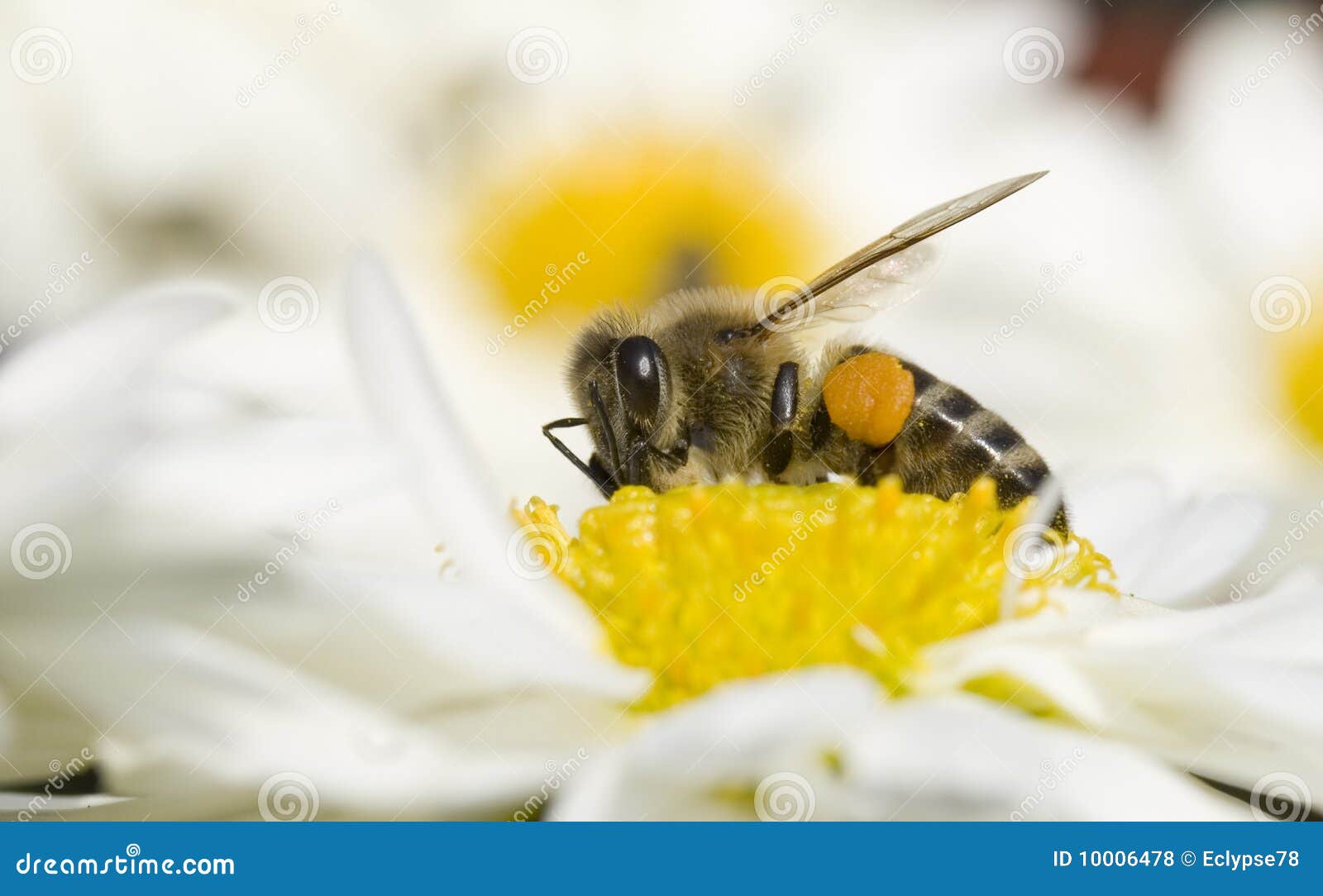 Bij op bloem stock foto. Image of honing, macro, seizoen - 10006478