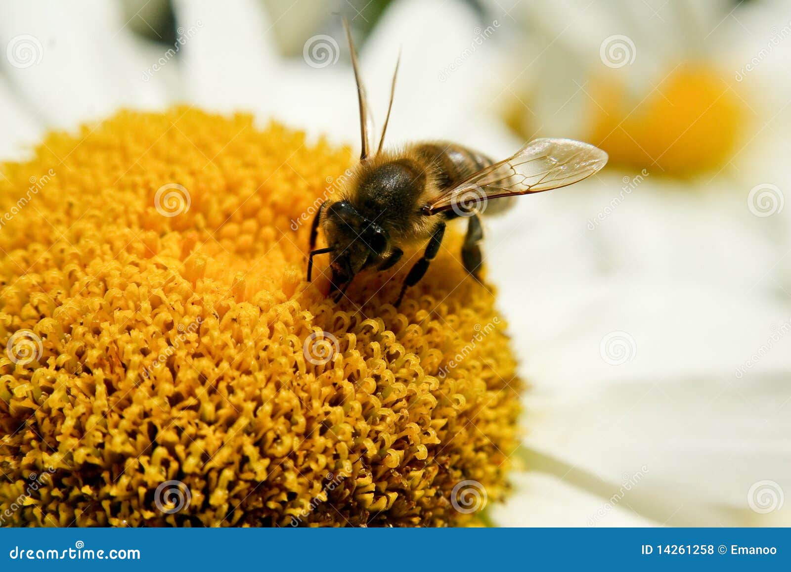 Bij op bloem stock foto. Image of honing, tuin, achtergrond - 14261258