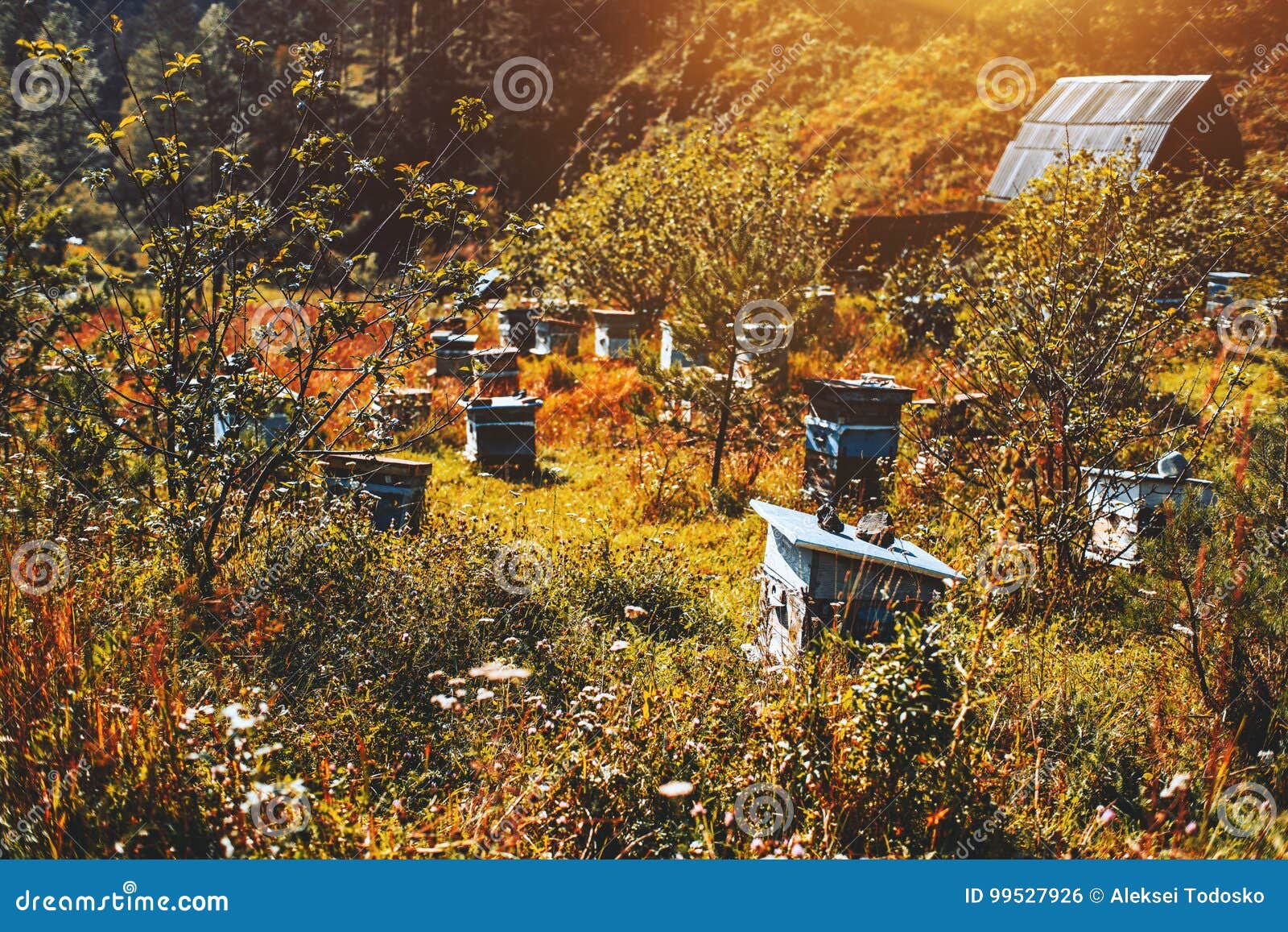 Bij-tuin met veelvoud stock foto. Image of helder, grassen - 99527926