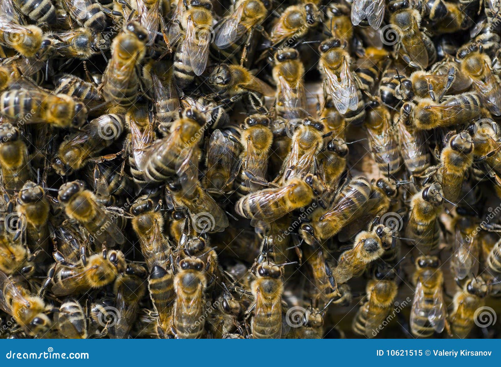 Bijen 4 stock afbeelding. Image of vleugel, bijen, tiener - 10621515