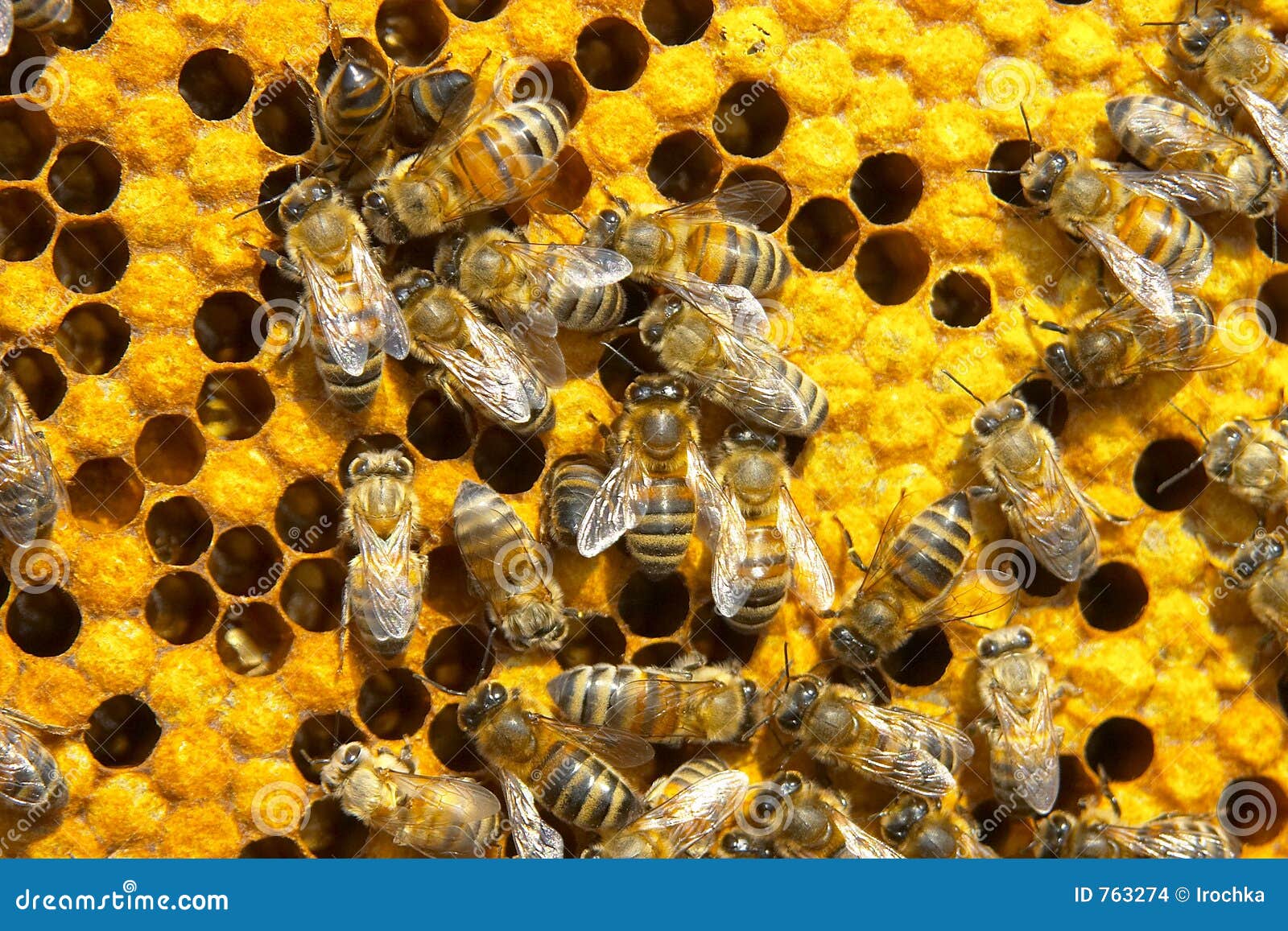 Bijen stock foto. Image of cellen, vlieg, wesp, bijenkorf - 763274