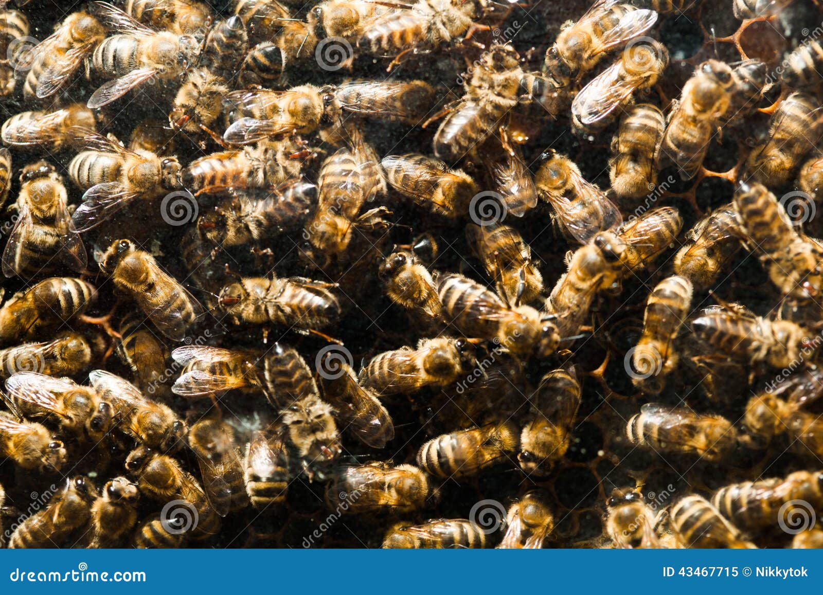 Bijen in bijenkorf stock afbeelding. Image of macro, samenvatting ...