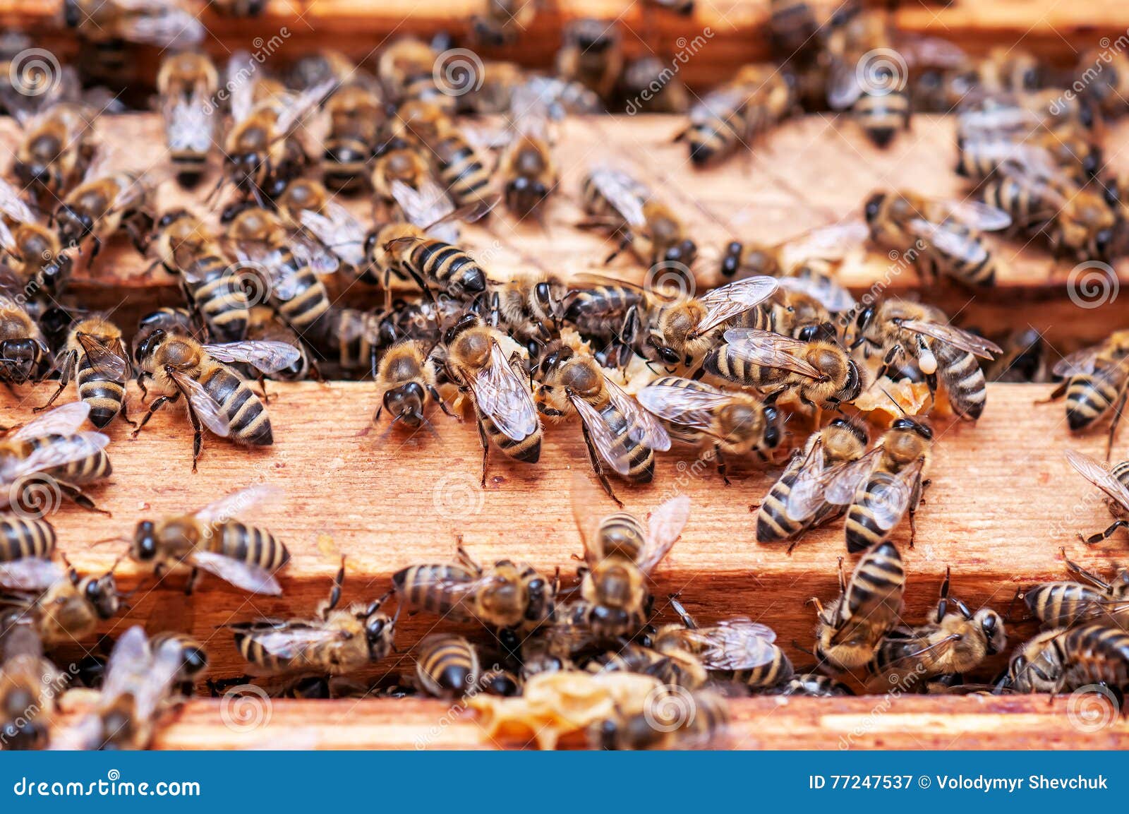 Bijen in de bijenkorf stock afbeelding. Image of insect - 77247537