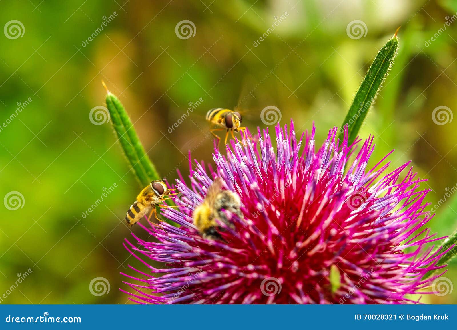Bijen en Bloem stock afbeelding. Image of vlieg, bezig - 70028321