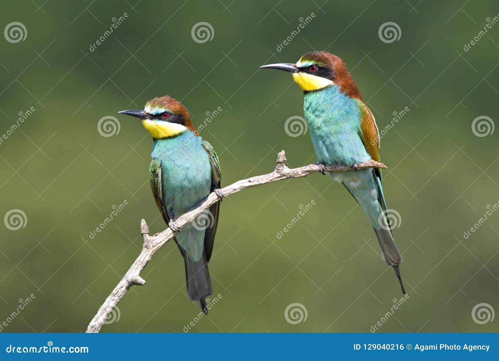 Bijeneter, European Bee-eater, Merops Apiaster Stock Photo - Image of ...