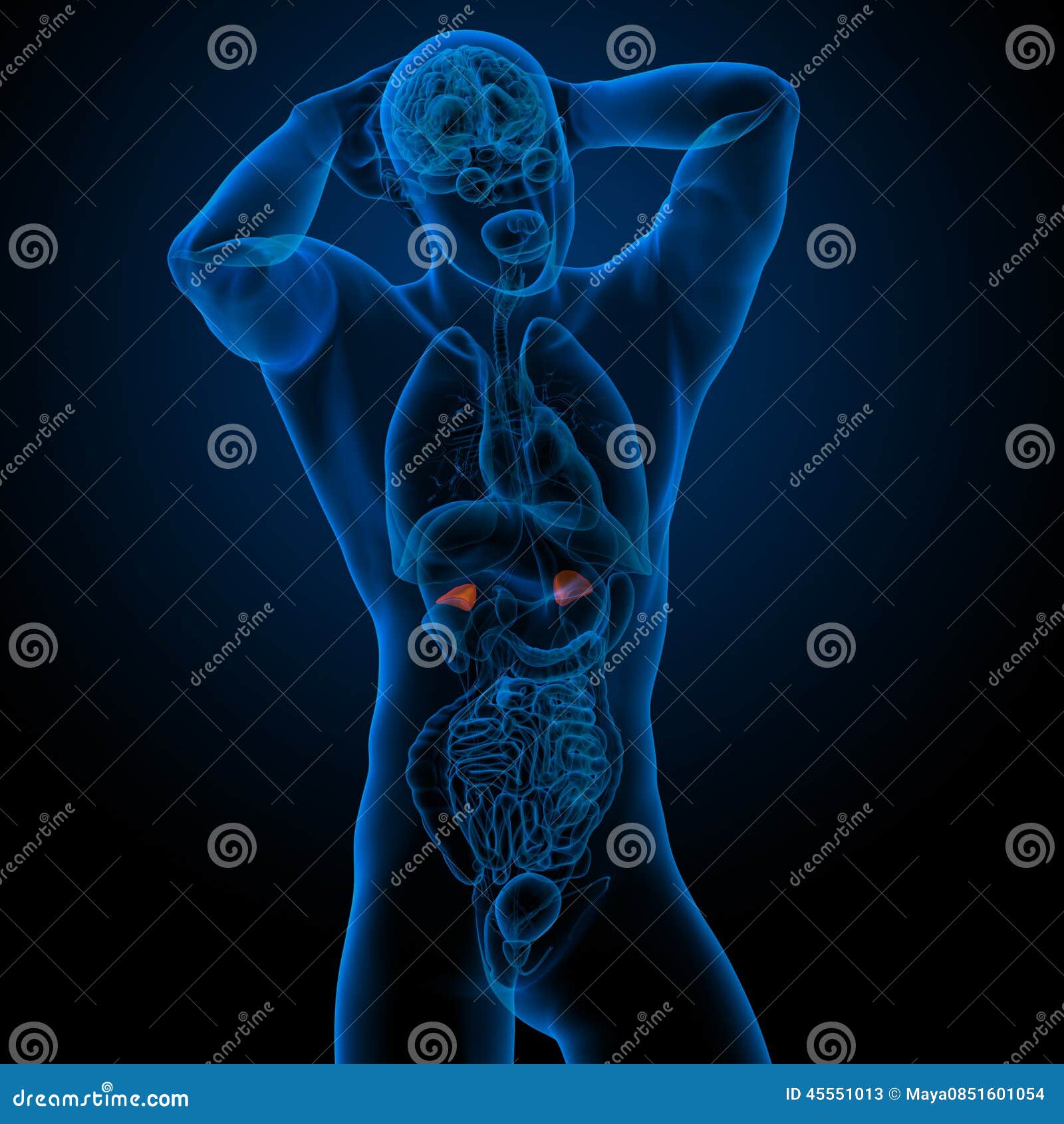 Bijnier stock illustratie. Illustration of anatomie, steroïden - 45551013