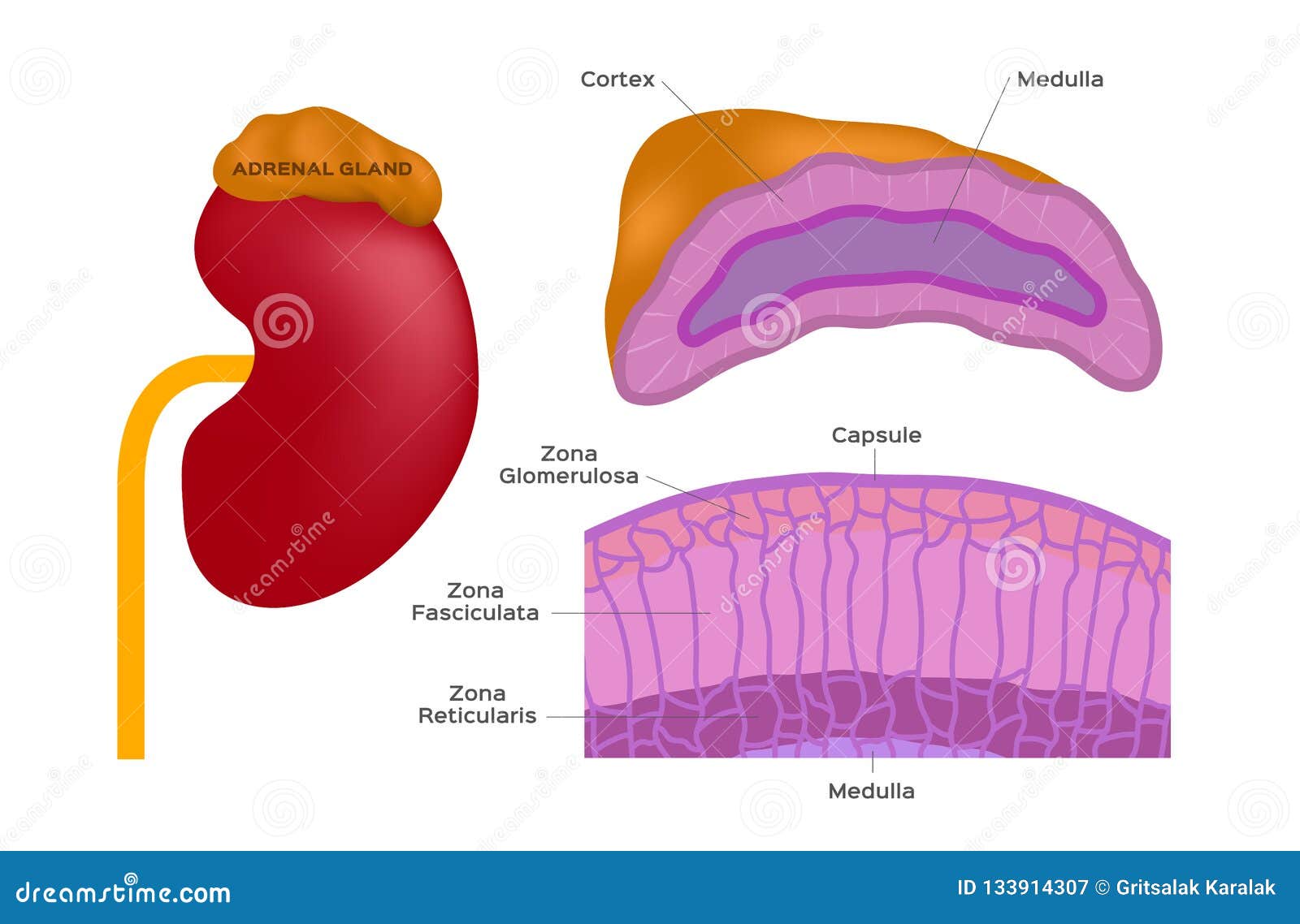 Bijnier/menselijke Anatomie Vector Illustratie - Illustration of ...