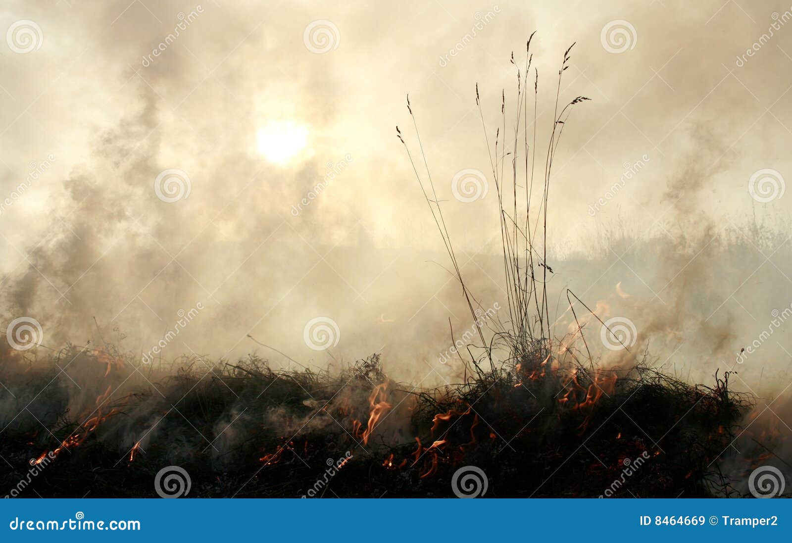 Bijtende dikke rook stock afbeelding. Image of brandwond - 8464669