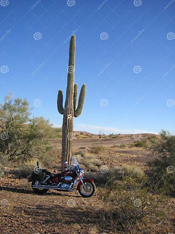 Bike and cactus stock image. Image of road, mountain, recreation - 427949