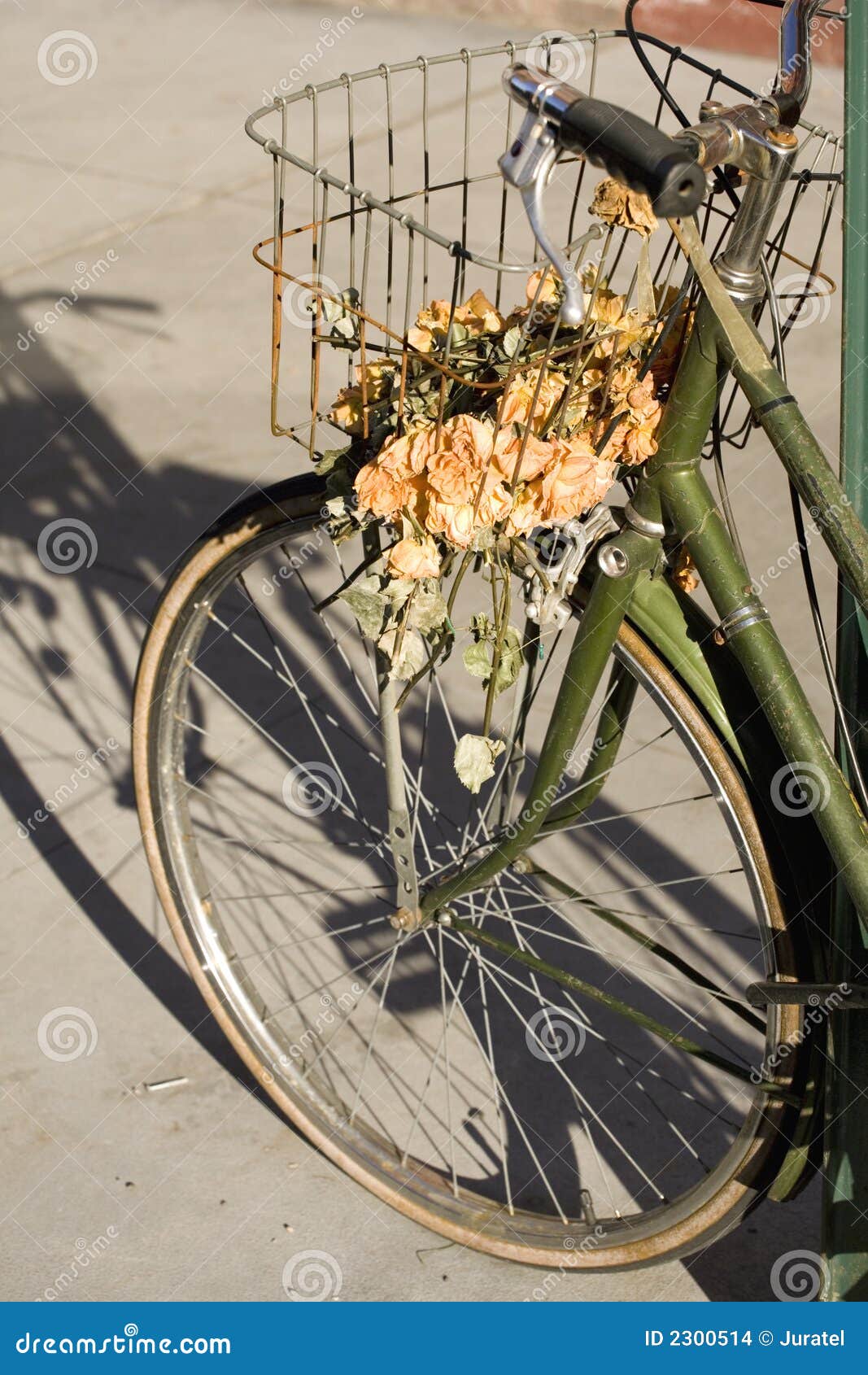 Bike and dried roses color stock photo. Image of transport - 2300514