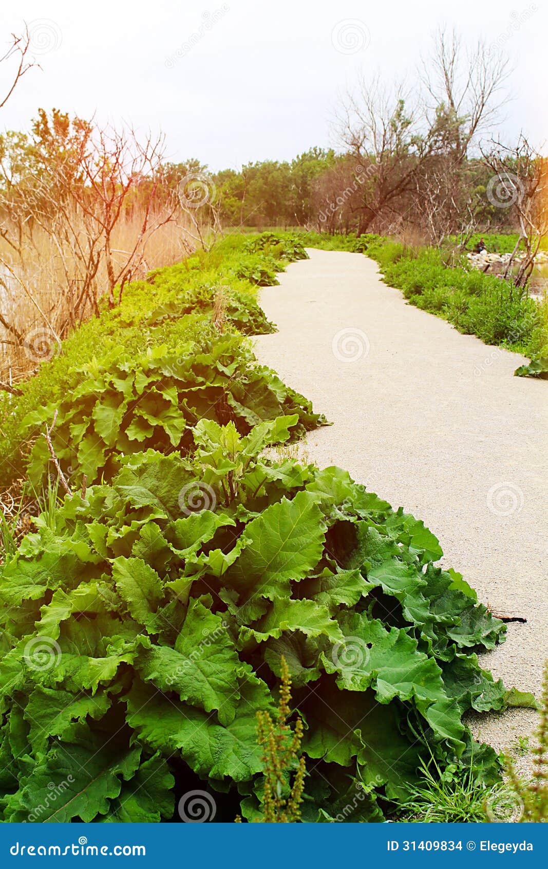 Bike path in the park stock photo. Image of environment - 31409834