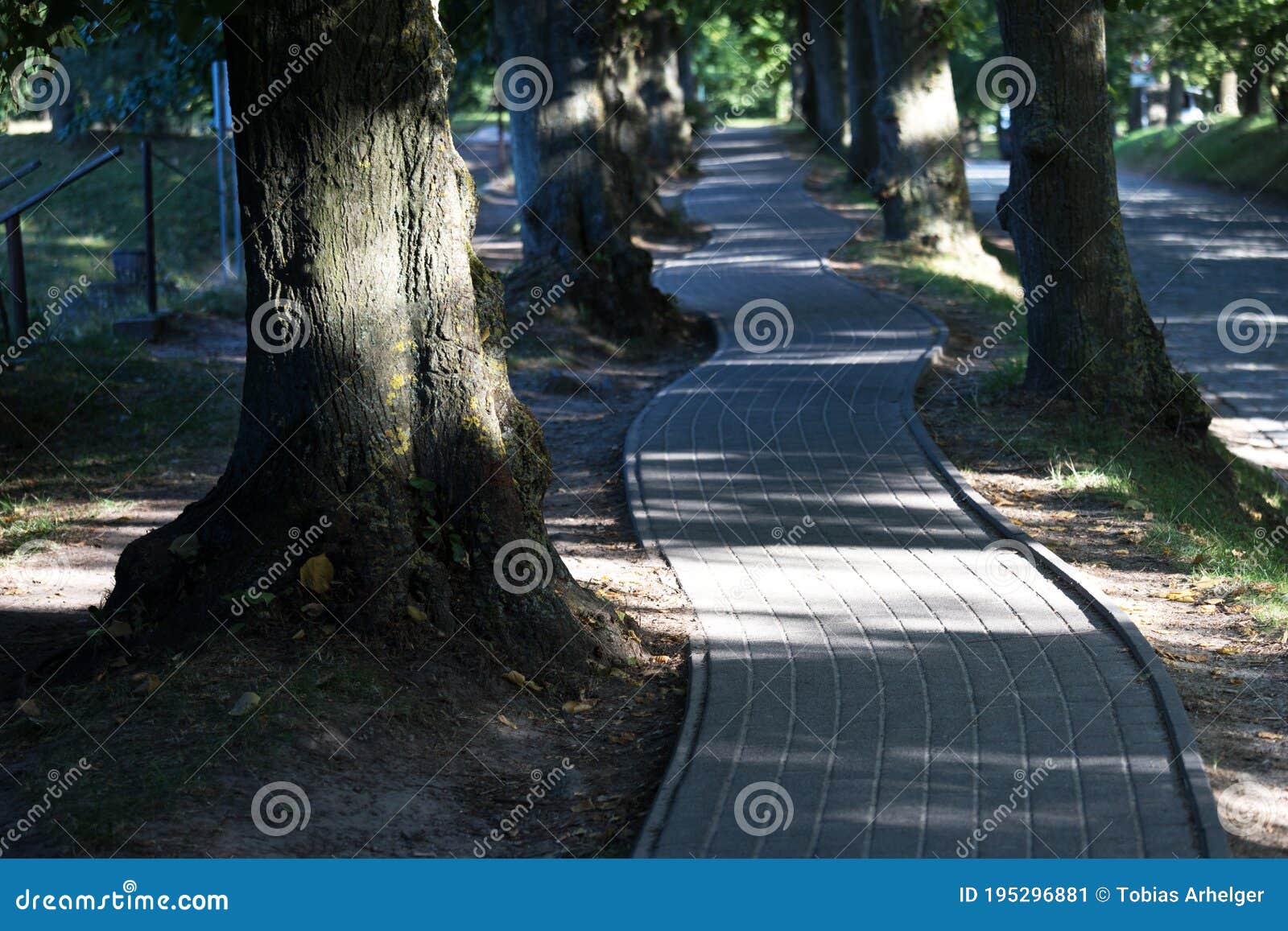 Bike path under trees stock image. Image of pedestrian - 195296881