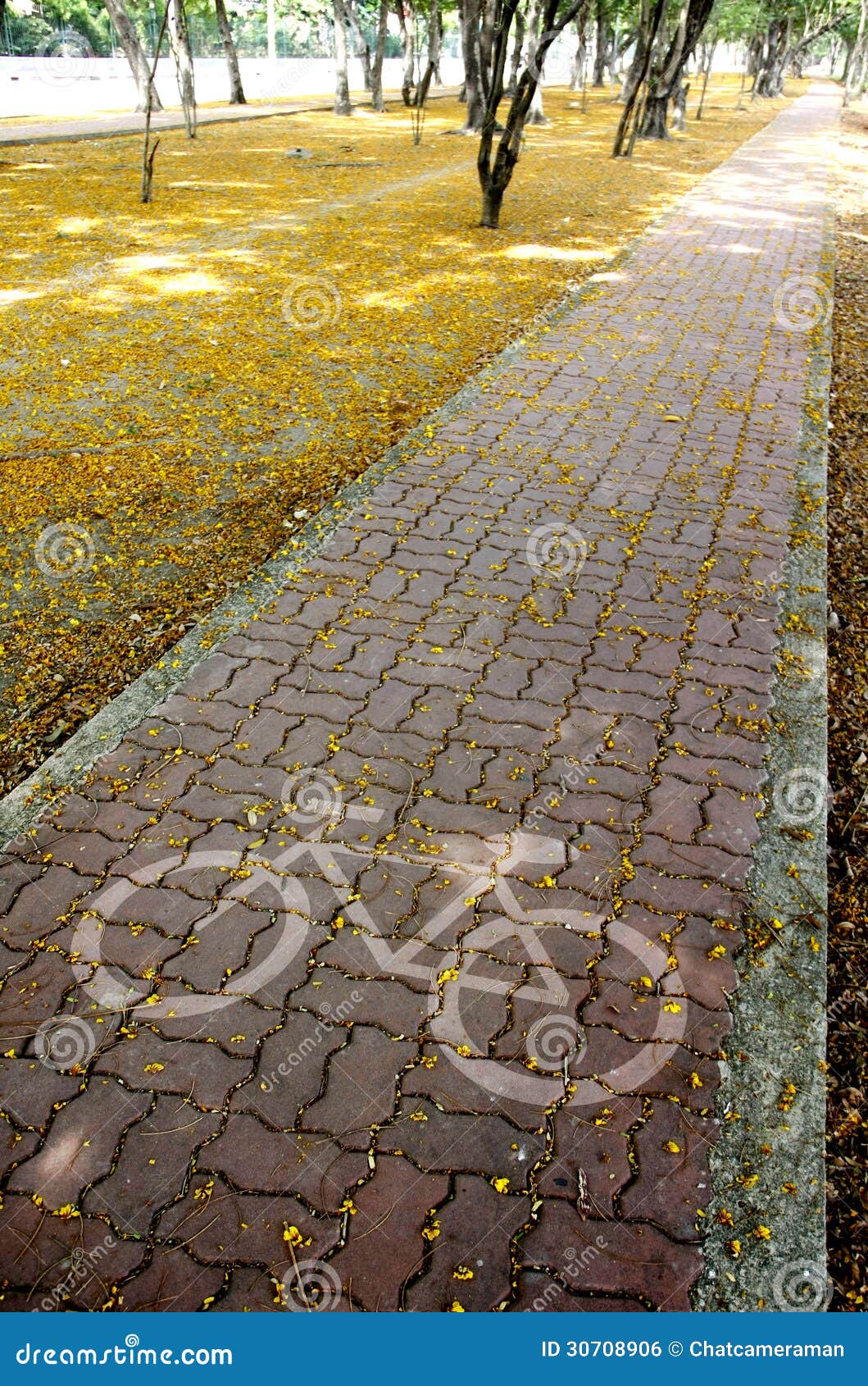 Bike pavement stock photo. Image of paint, safety, exercise - 30708906