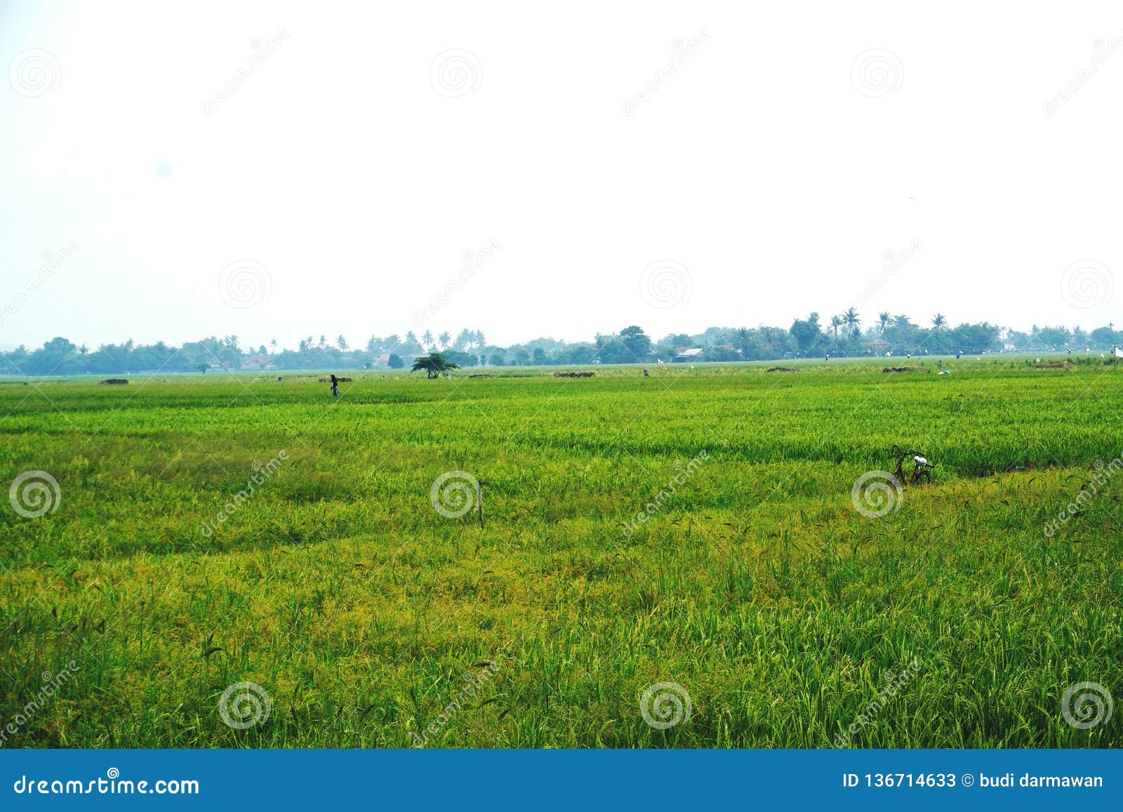 Bike and the rice field stock image. Image of fields - 136714633