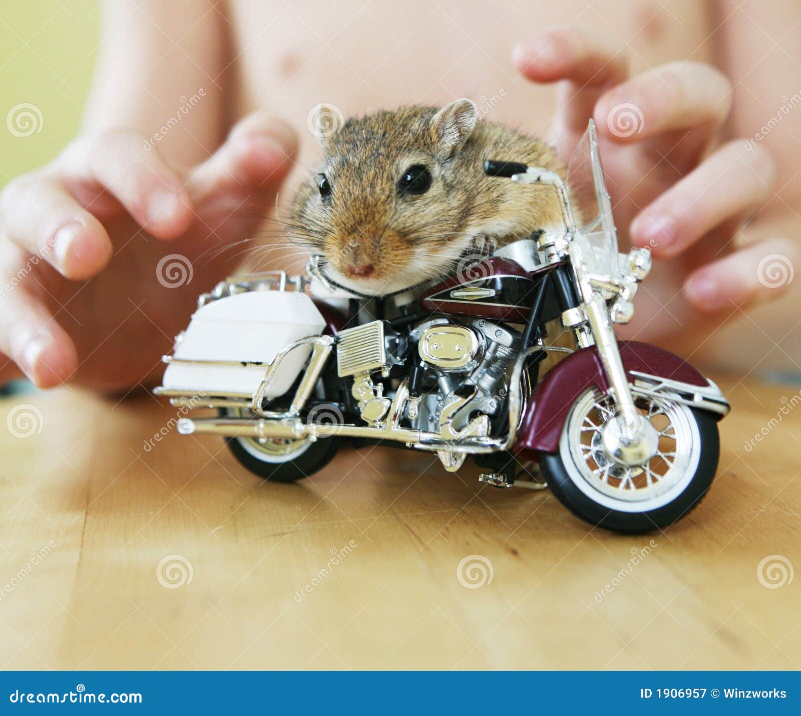 Bike Riding Rodent stock image. Image of comical, playing - 1906957
