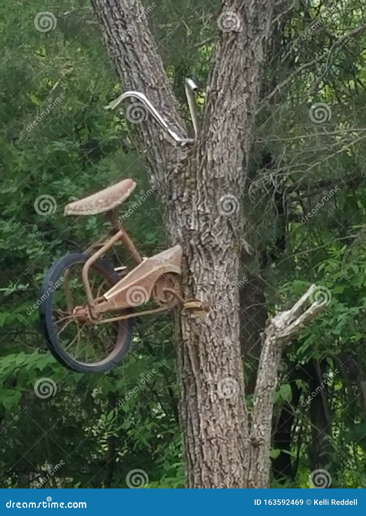 Bike in tree stock image. Image of tree, scenery, outdoors - 163592469