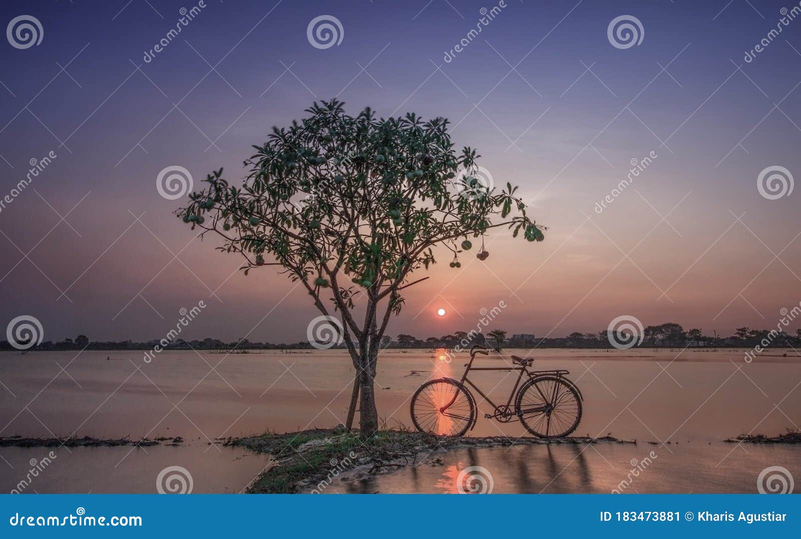 Bike tree sunsets stock image. Image of hope, sunrise - 183473881