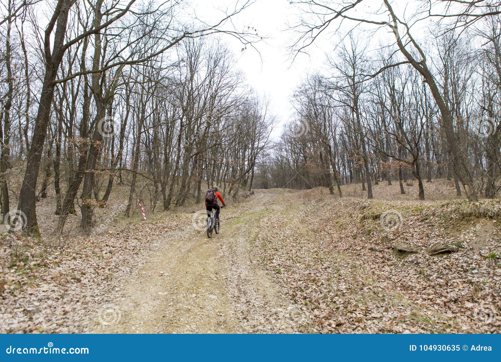 Biker at a Bike Race on a Forest Path Stock Image - Image of ...