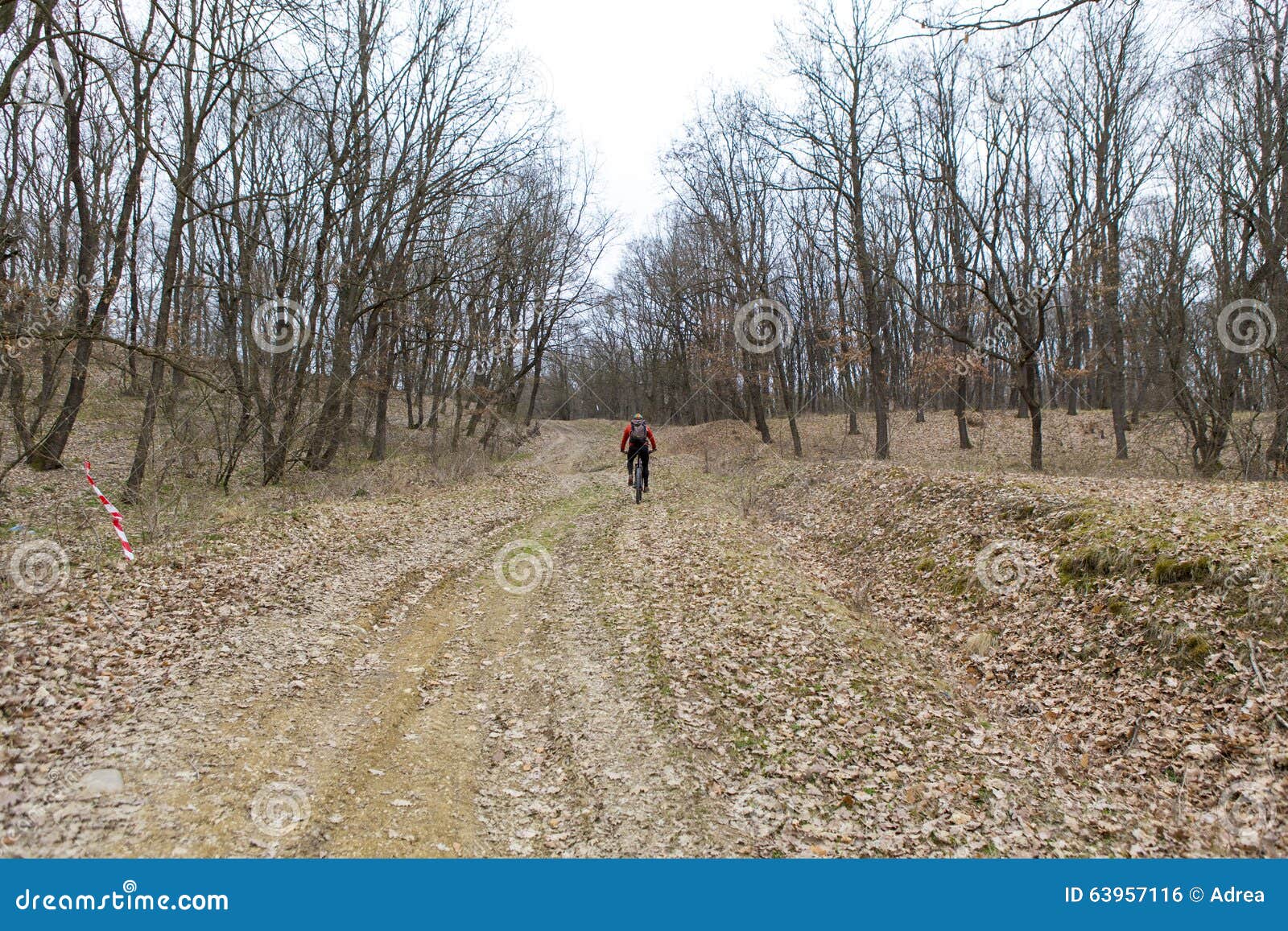 Biker at a Bike Race on a Forest Path Editorial Photo - Image of ...
