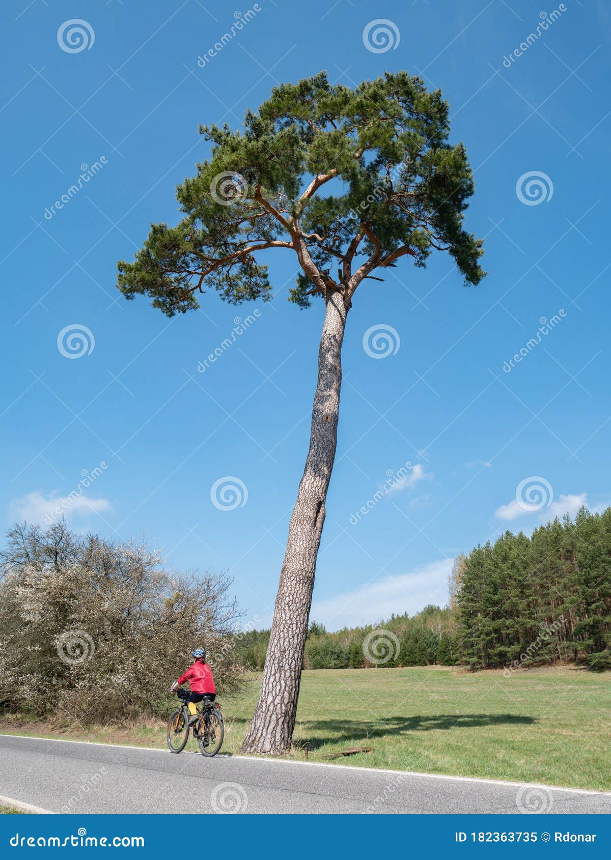 Biker Pass High Lone Pine Tree at Local Way Stock Image - Image of ride ...