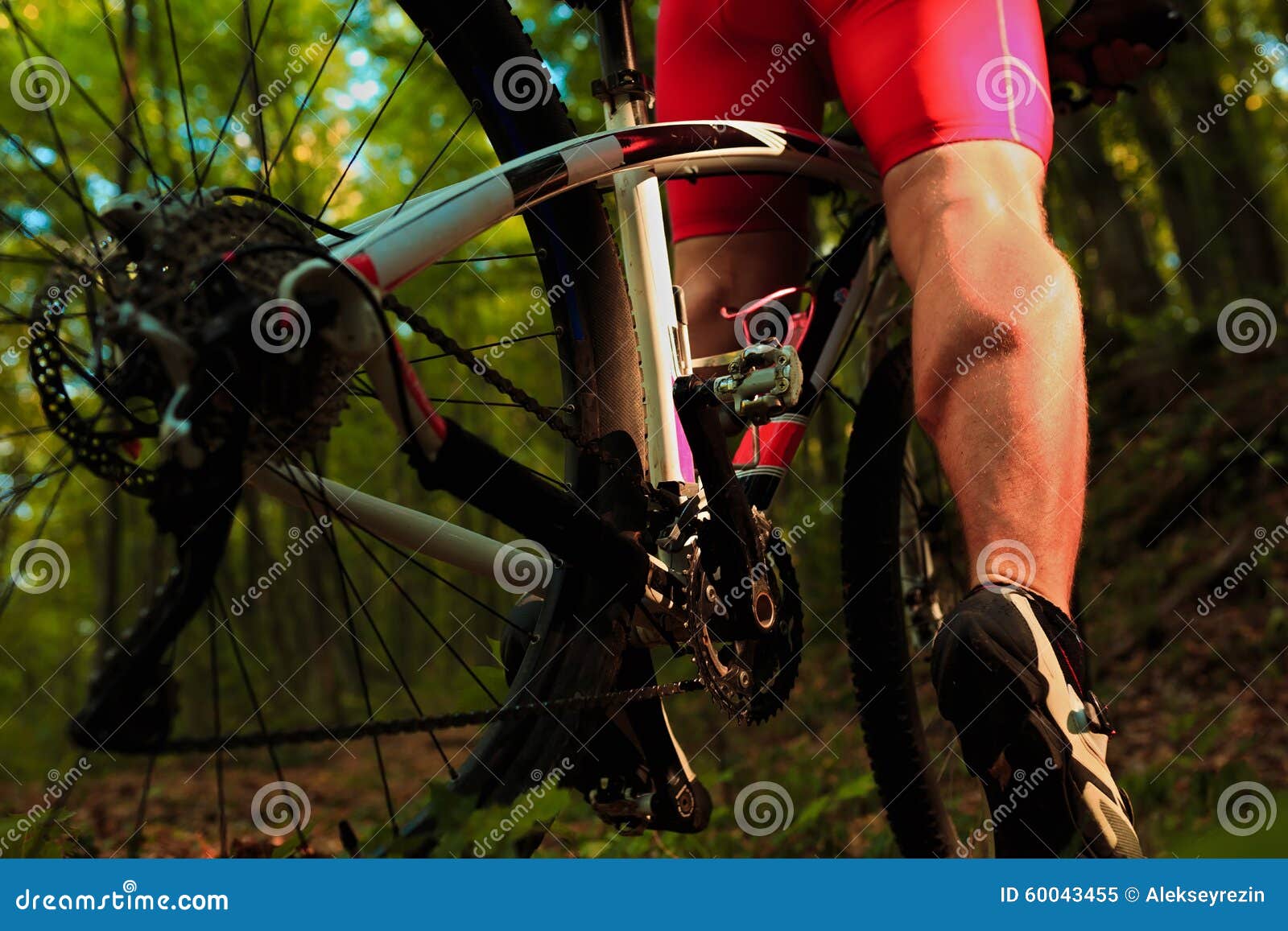 Biker Riding on Bicycle in Wood Stock Image - Image of legs, health ...