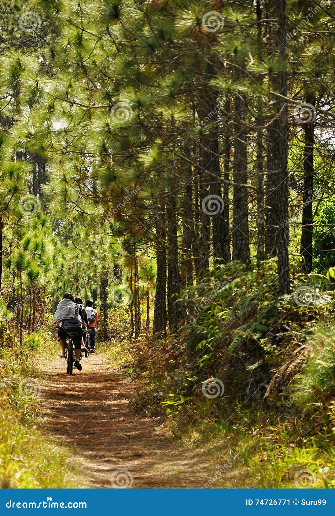 Bikers Cycling in the Forest Stock Image - Image of adventure, friend ...