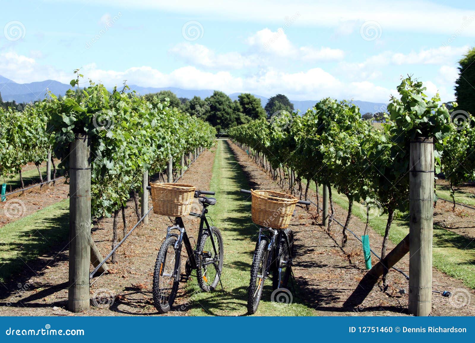 Bikes in vineyard stock photo. Image of bicycles, picnic - 12751460