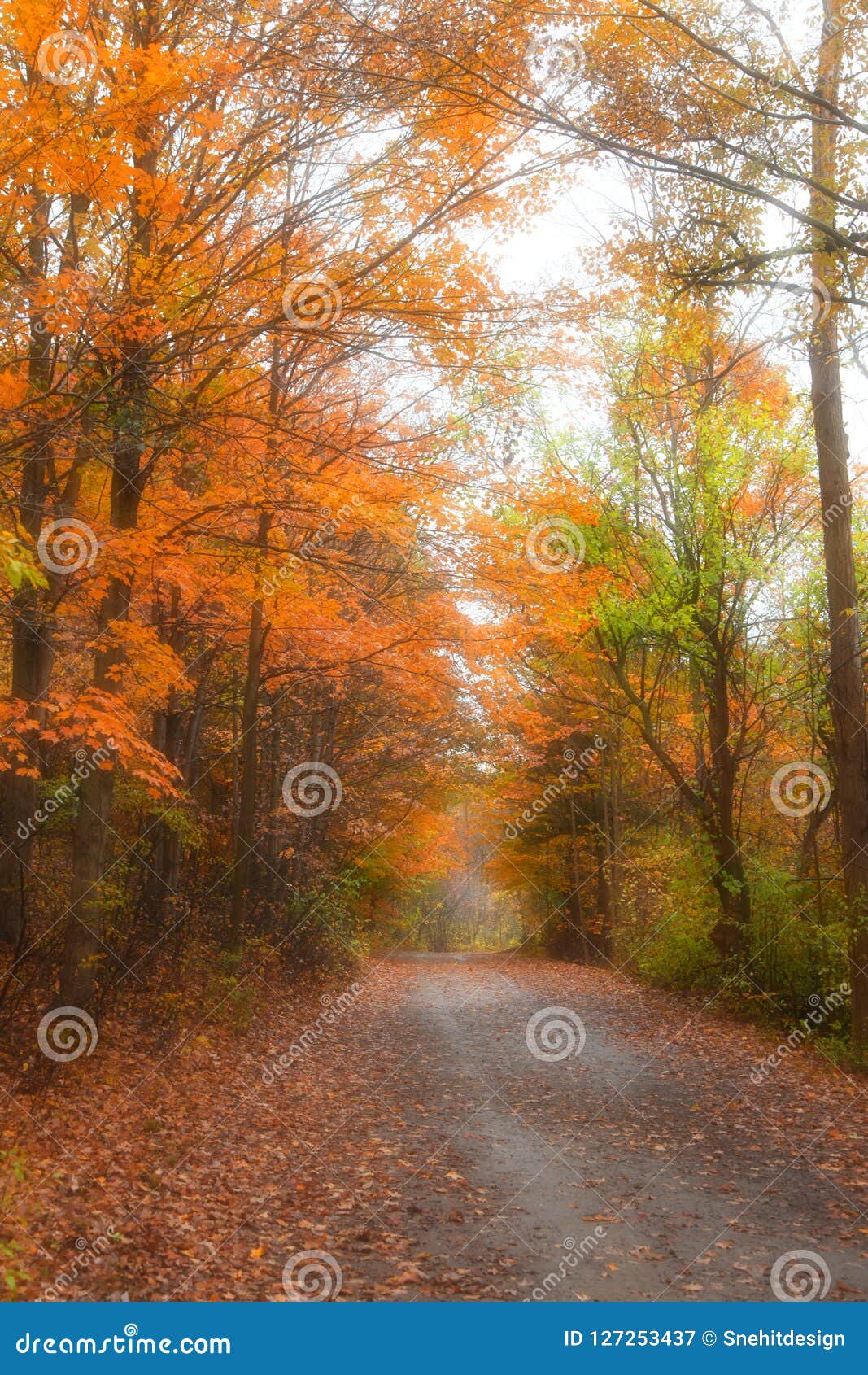 Biking trail through trees stock image. Image of michigan - 127253437