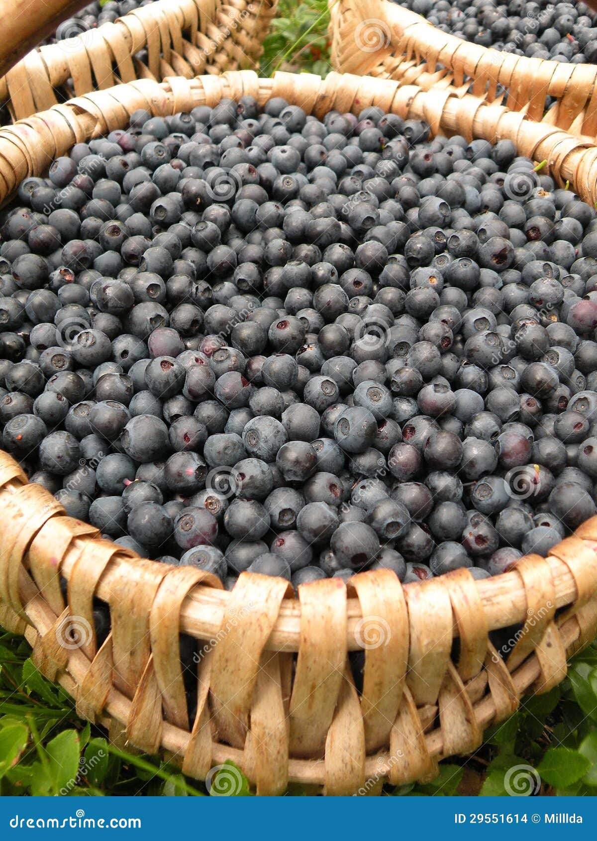 Bilberries stock photo. Image of fresh, plant, forest - 29551614