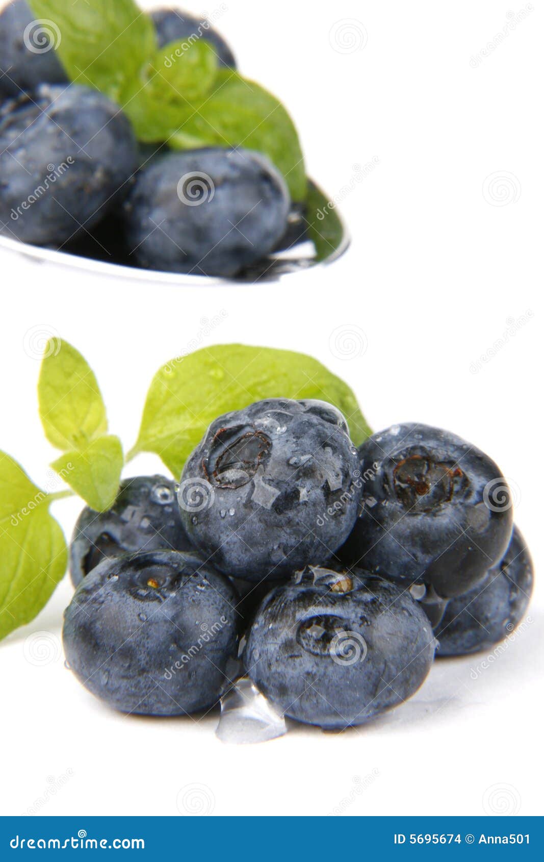 Bilberries stock photo. Image of closeup, bilberry, cherry - 5695674