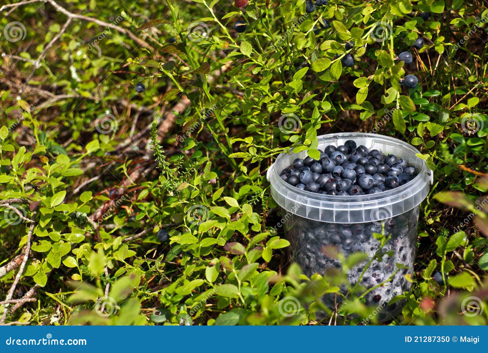 Bilberries in the Forest stock photo. Image of black - 21287350