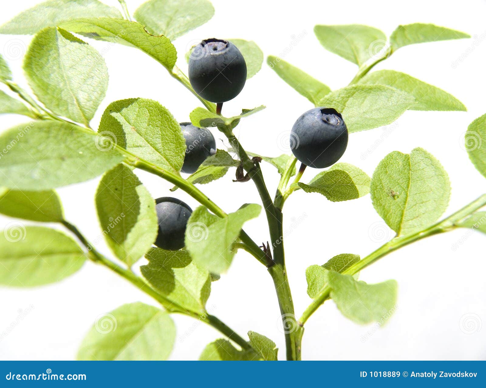 Bilberry stock image. Image of fresh, farm, blue, delicious - 1018889