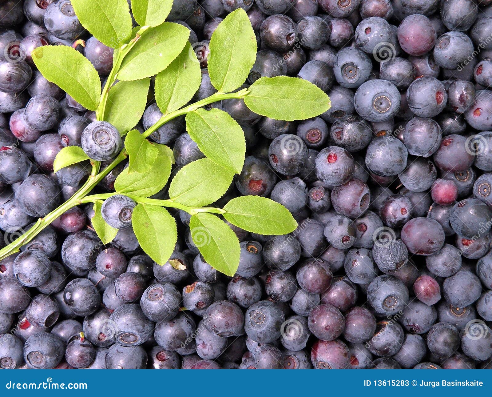 Bilberry stock image. Image of black, branch, closeup - 13615283