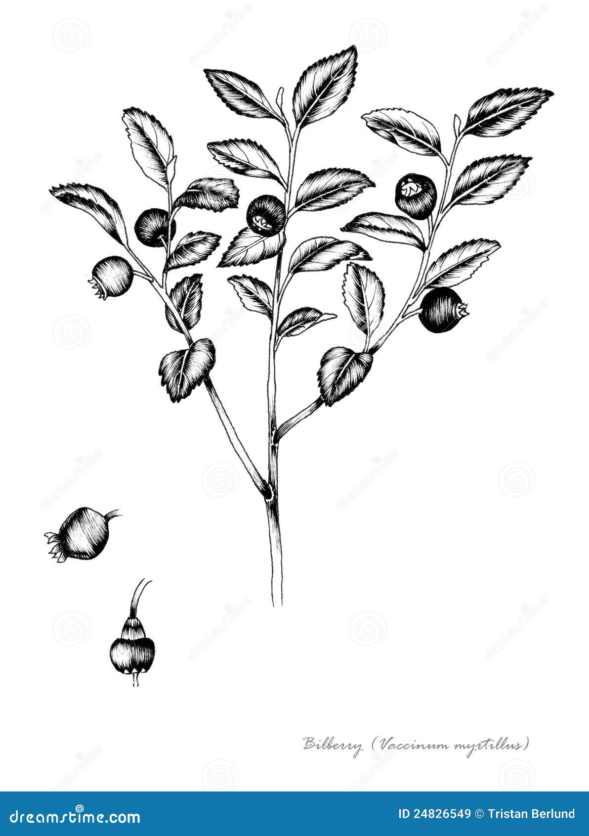 Bilberry stock illustration. Illustration of medicinal - 24826549