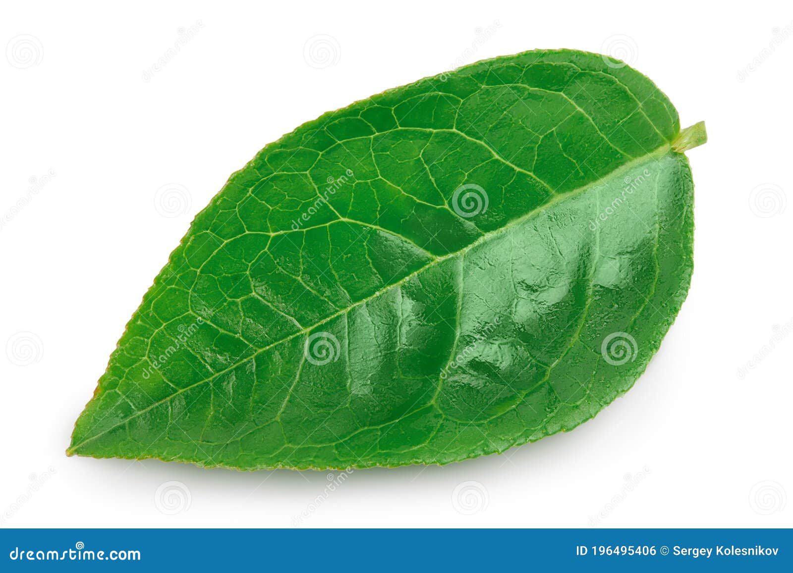 Bilberry or Blueberry Leaf Isolated on White Background with Clipping ...