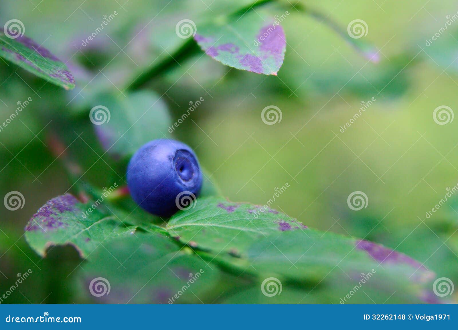 Bilberry stock photo. Image of food, eating, summer, organic - 32262148