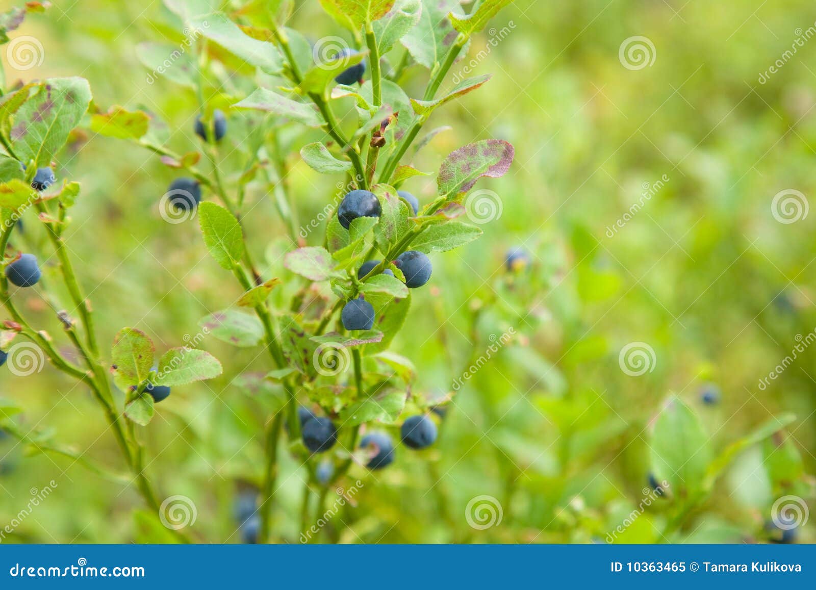 Bilberry bush stock image. Image of food, copyspace, whinberry - 10363465