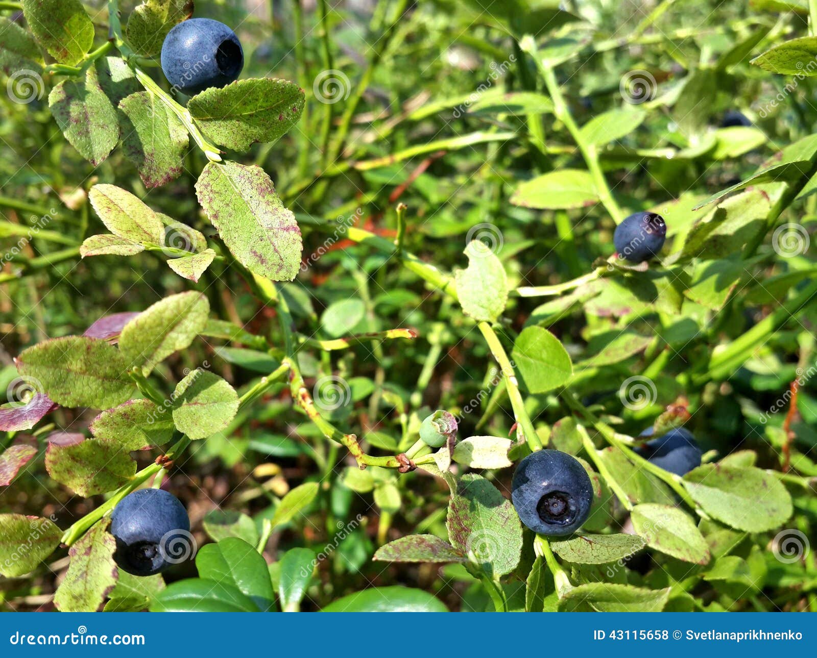 Bilberry stock photo. Image of leaves, bush, berry, blue - 43115658