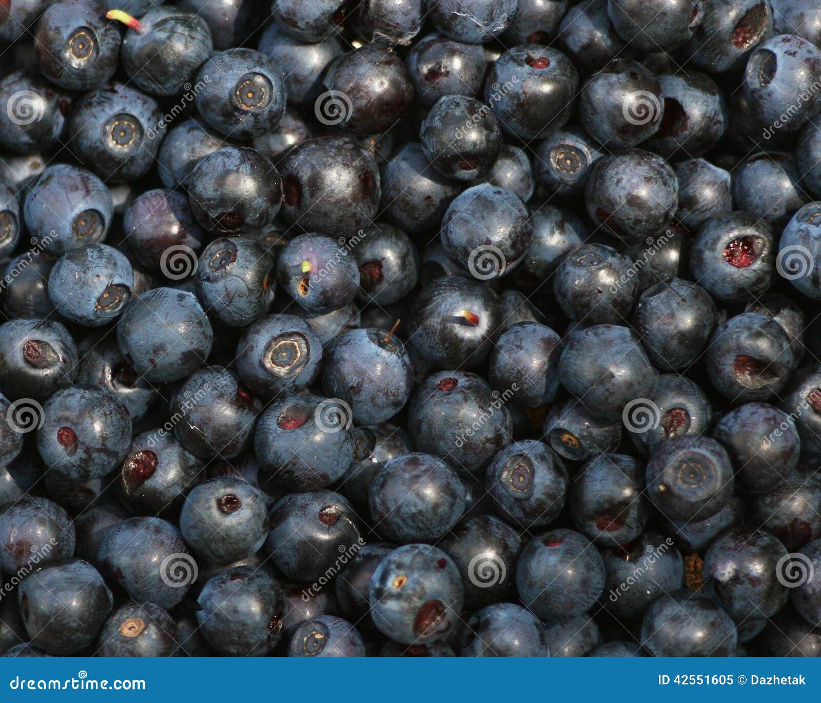 Bilberry stock image. Image of delicious, bilberry, beautiful - 42551605