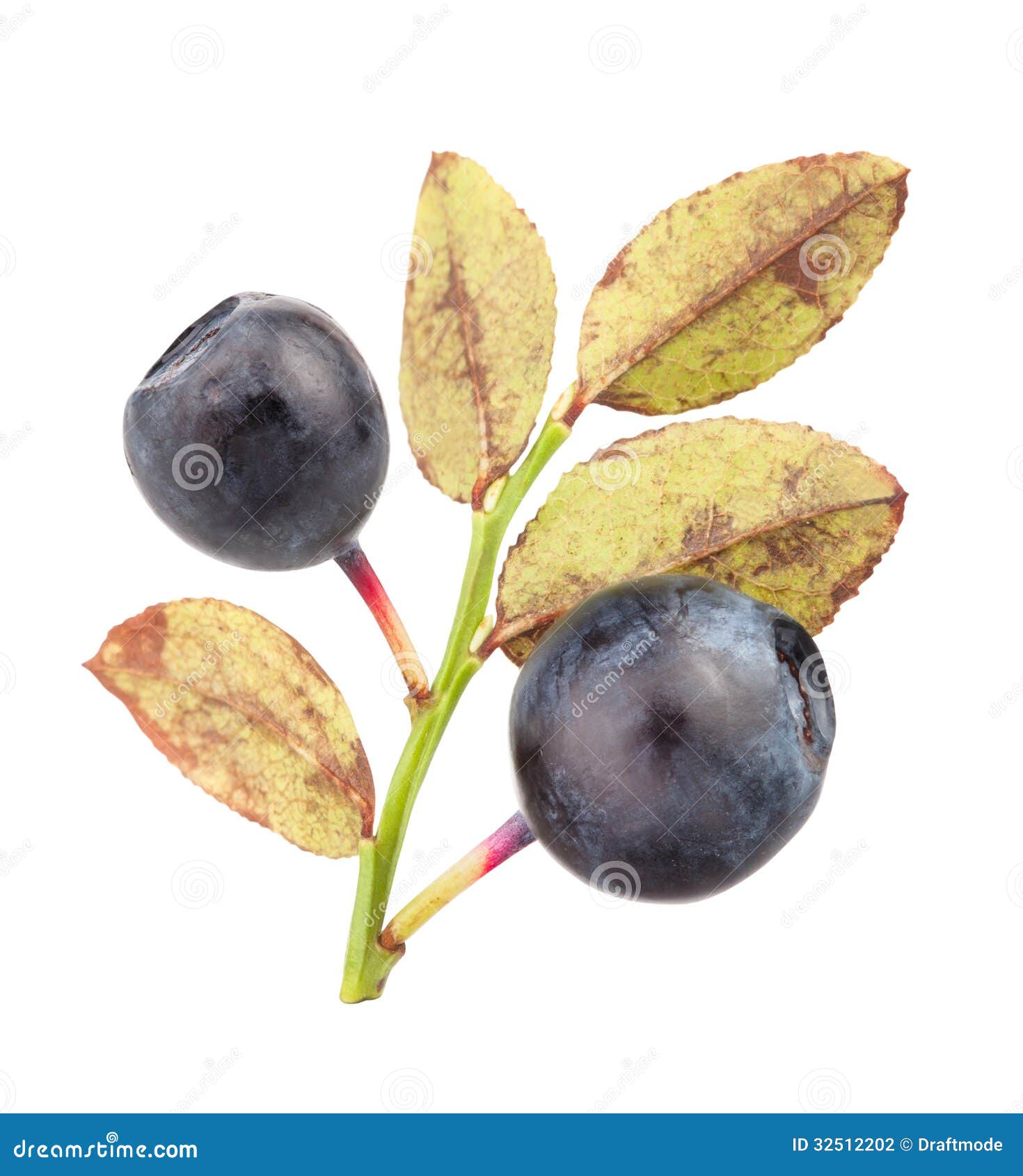Bilberry group leaves stock photo. Image of group, ripe - 32512202 Bilberry group leaves stock photo. Image of group, ripe - 32512202
